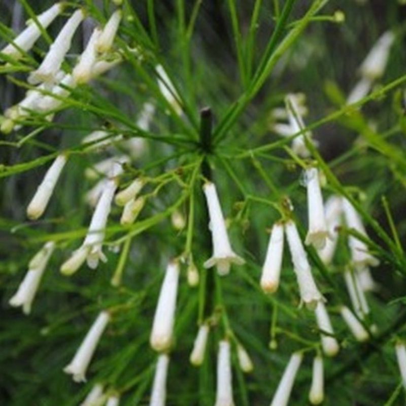 Russelia-white – Mall Of Gardens