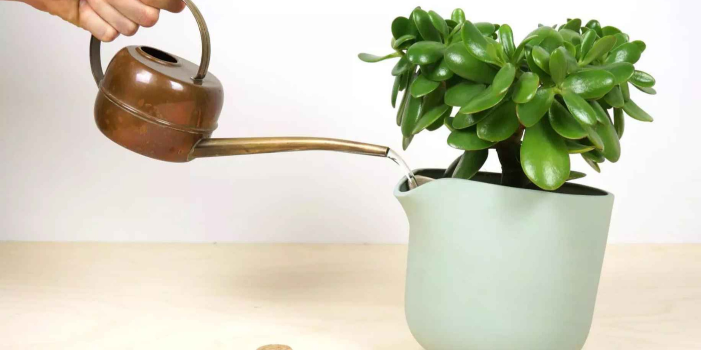 How To Water Succulent? – Mall Of Gardens